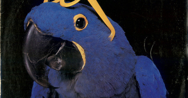 PARKER GRAHAM - THE REAL MACAW